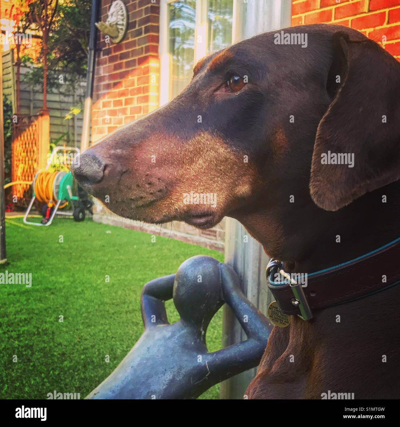 Dog stoic hi-res stock photography and images - Alamy