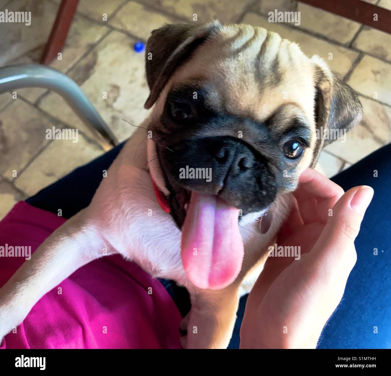 Pig the pug hi-res stock photography and images - Alamy