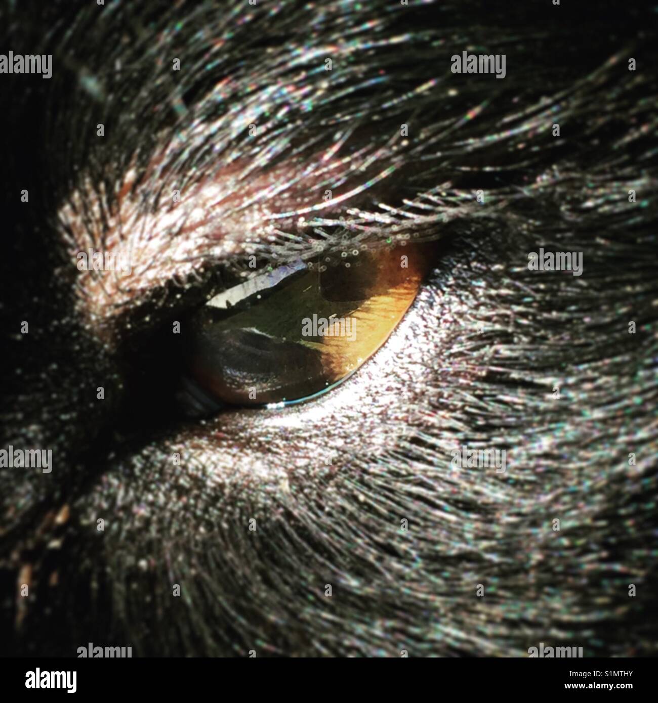 Dog eye close up Stock Photo - Alamy