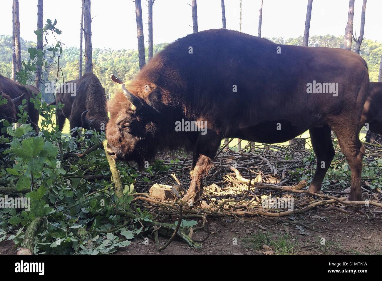 Carpathian bison hi-res stock photography and images - Alamy