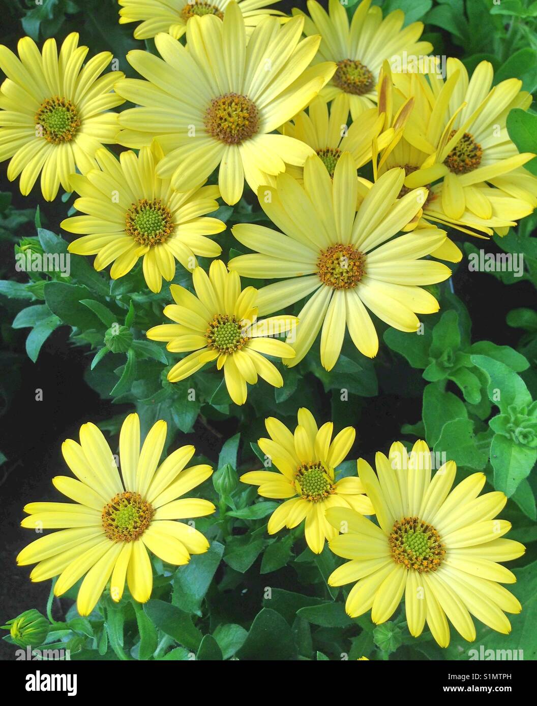 Cape Marguerite Stock Photos & Cape Marguerite Stock Images - Alamy
