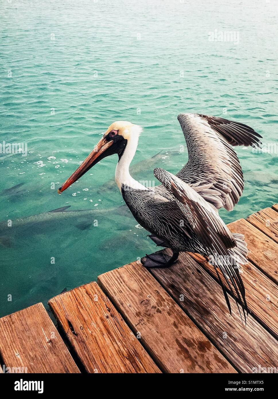 Pelican pier hi-res stock photography and images - Alamy