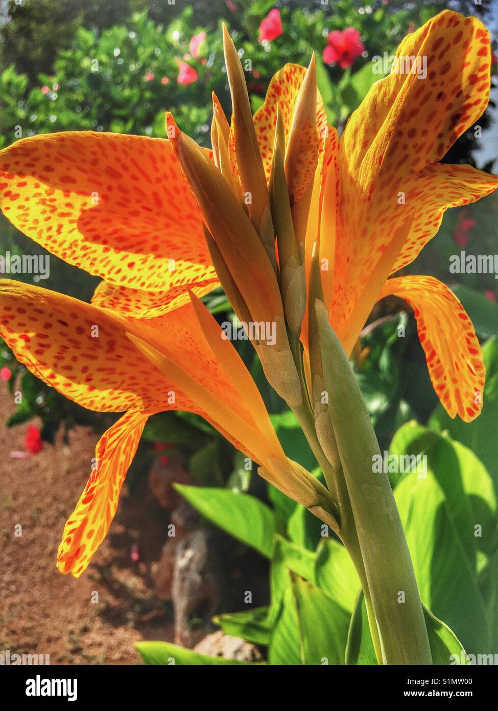 Cannas lily hi-res stock photography and images - Alamy