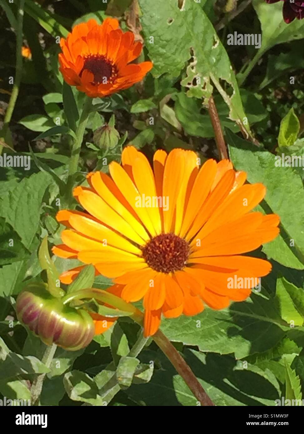 Orange chewed hi-res stock photography and images - Alamy