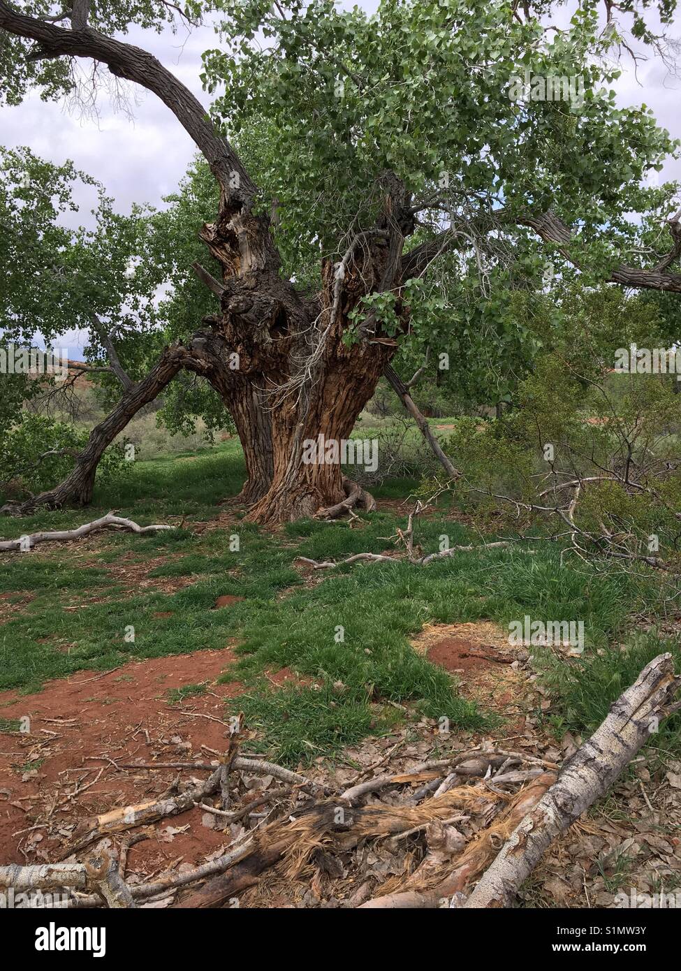 Unique tree hi-res stock photography and images - Alamy