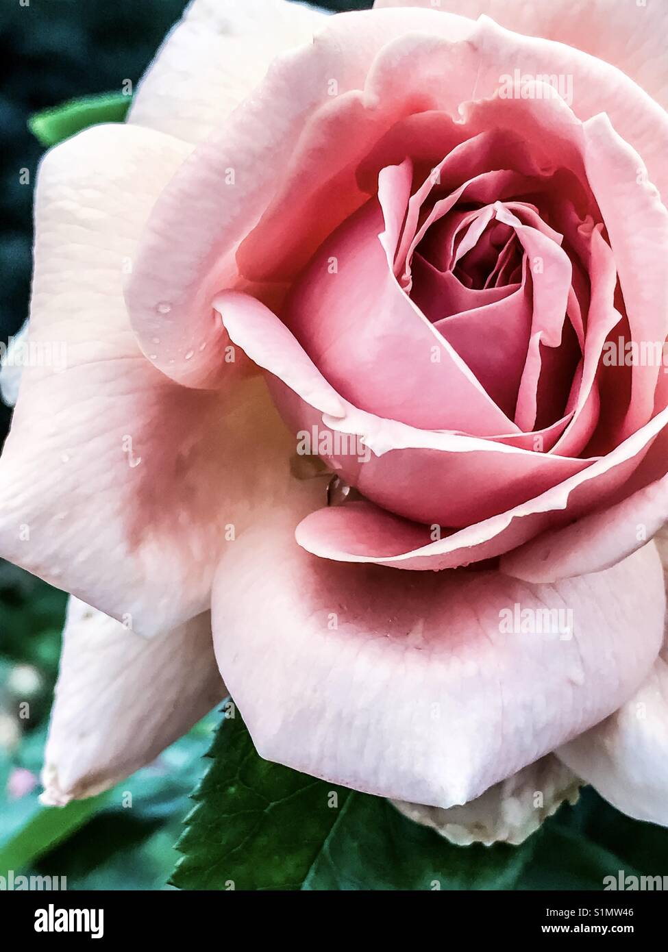 Beautiful mesmerizing pink rose from the MN Arboretum Stock Photo - Alamy