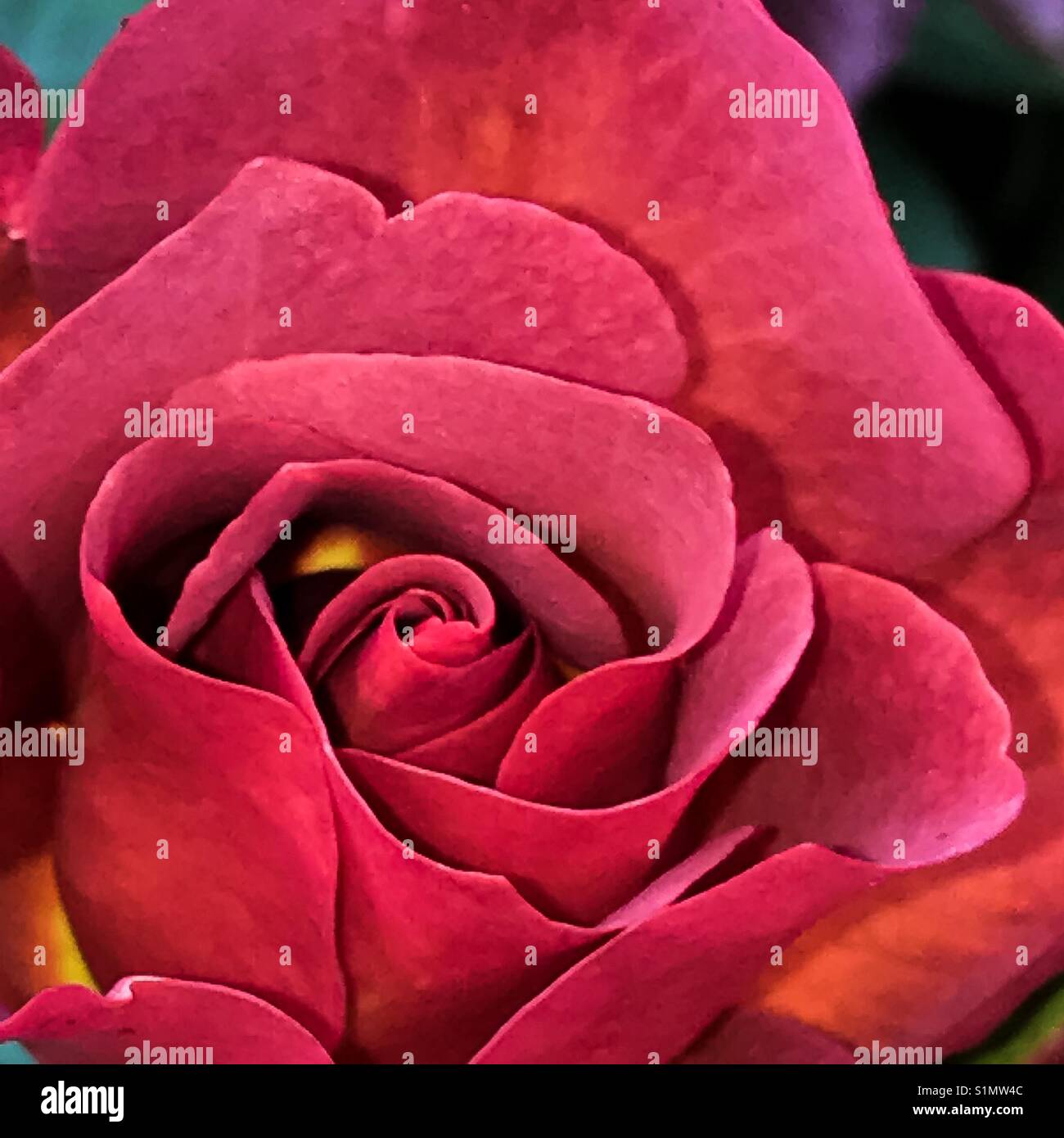 Beauty of the rose hi-res stock photography and images - Alamy