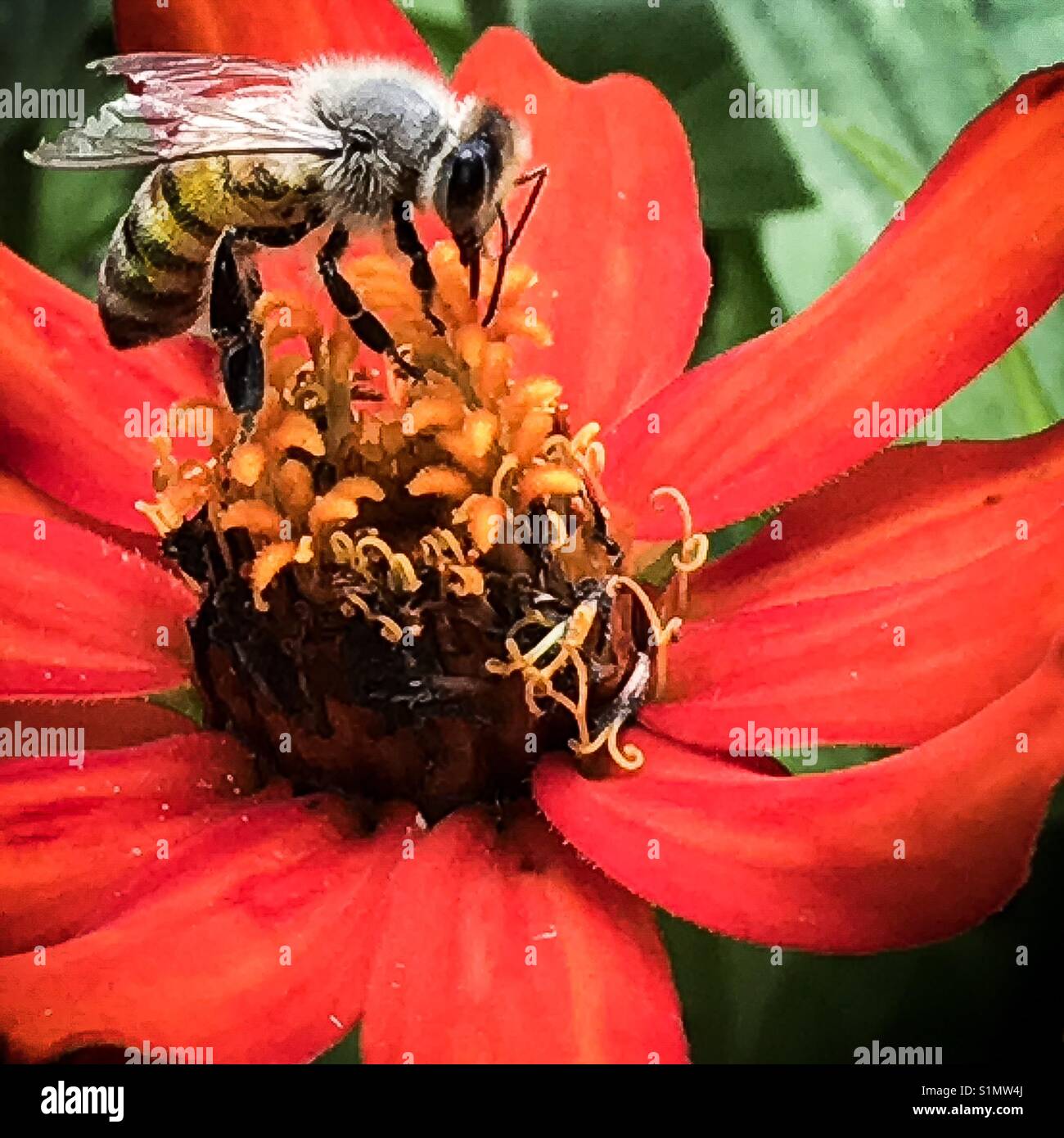 Busy with insects hi-res stock photography and images - Alamy