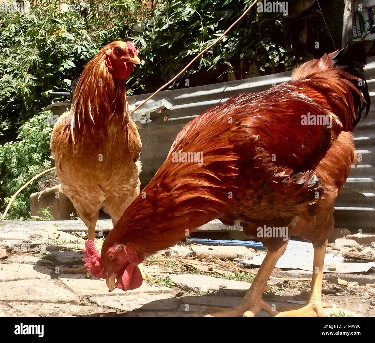 Dos pollos hi-res stock photography and images - Alamy