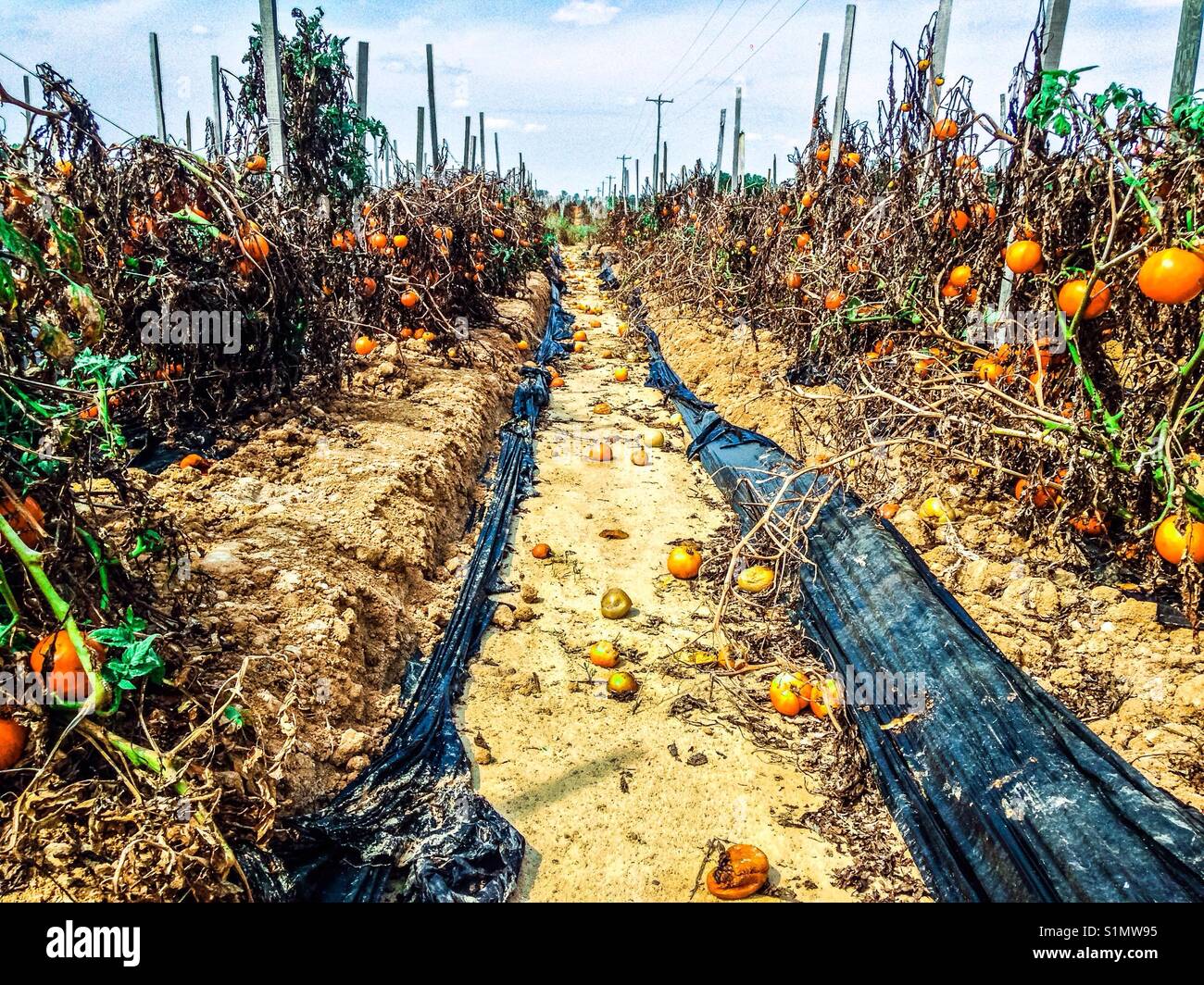 Rows of tomatoes hi-res stock photography and images - Alamy