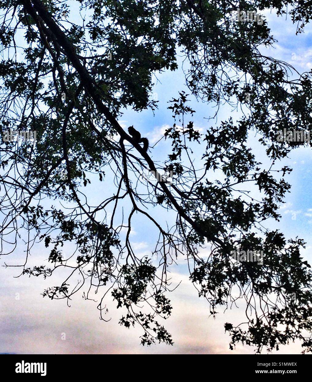 Squirrel silhouette hi-res stock photography and images - Alamy