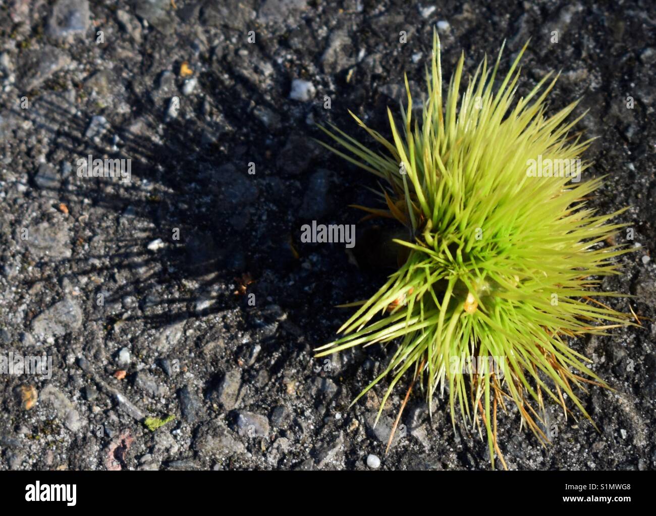 Horse chestnut case hi-res stock photography and images - Alamy