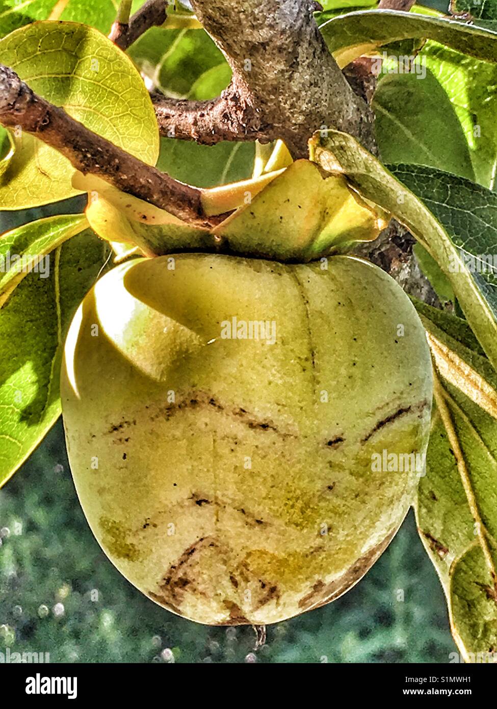 Persimmon fruit ripening on tree. Diospyros kaki, also known as kaki or ...