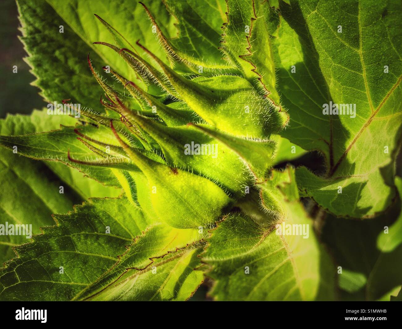 Russian giant sunflower hi-res stock photography and images - Alamy
