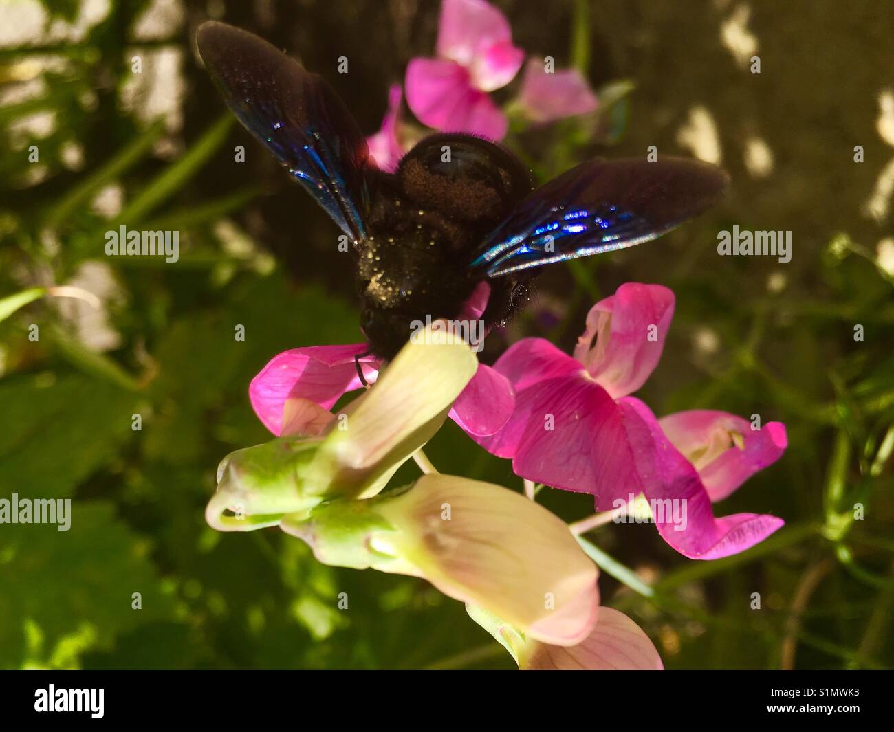 Black bee hi-res stock photography and images - Alamy