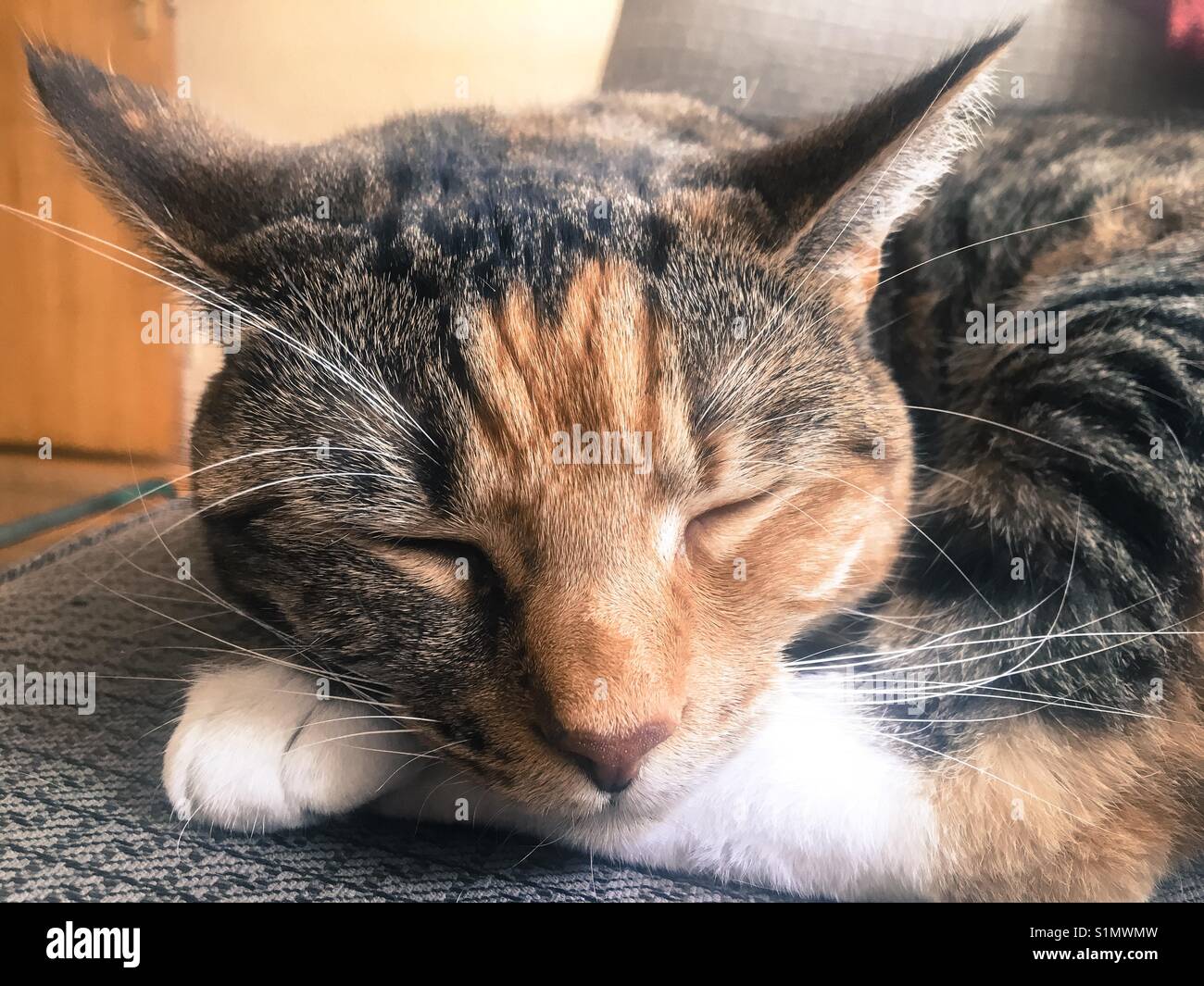 Ginger cat kittens hi-res stock photography and images - Alamy
