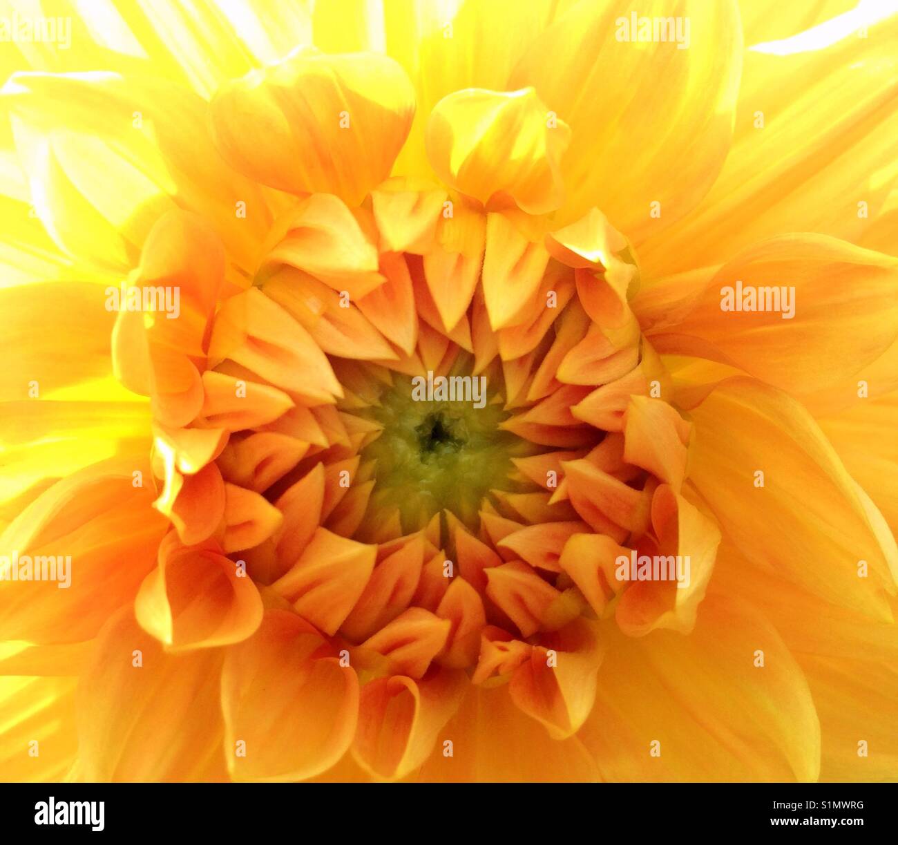 Capitulum flowers yellow hi-res stock photography and images - Alamy