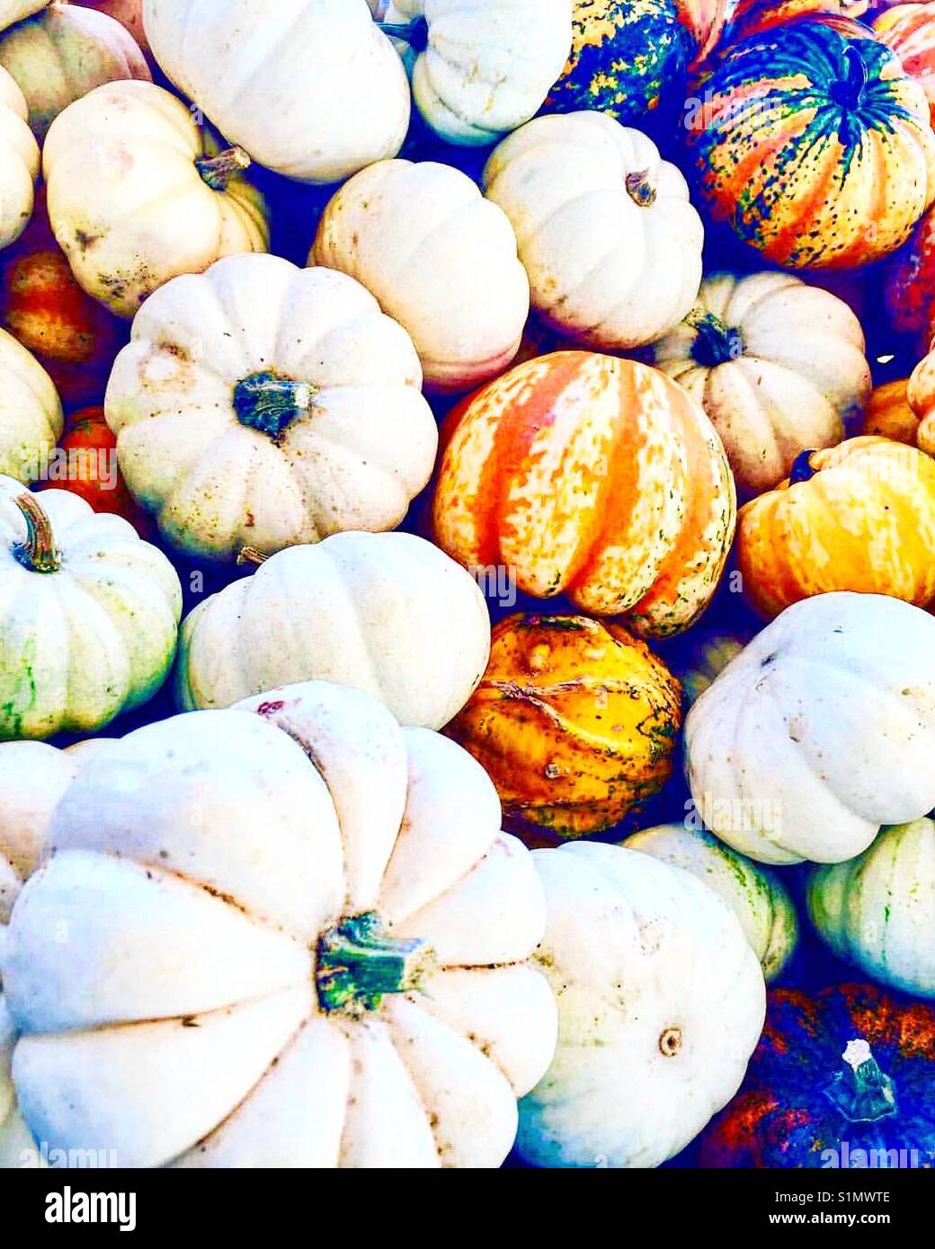 White ghost pumpkins hi-res stock photography and images - Alamy