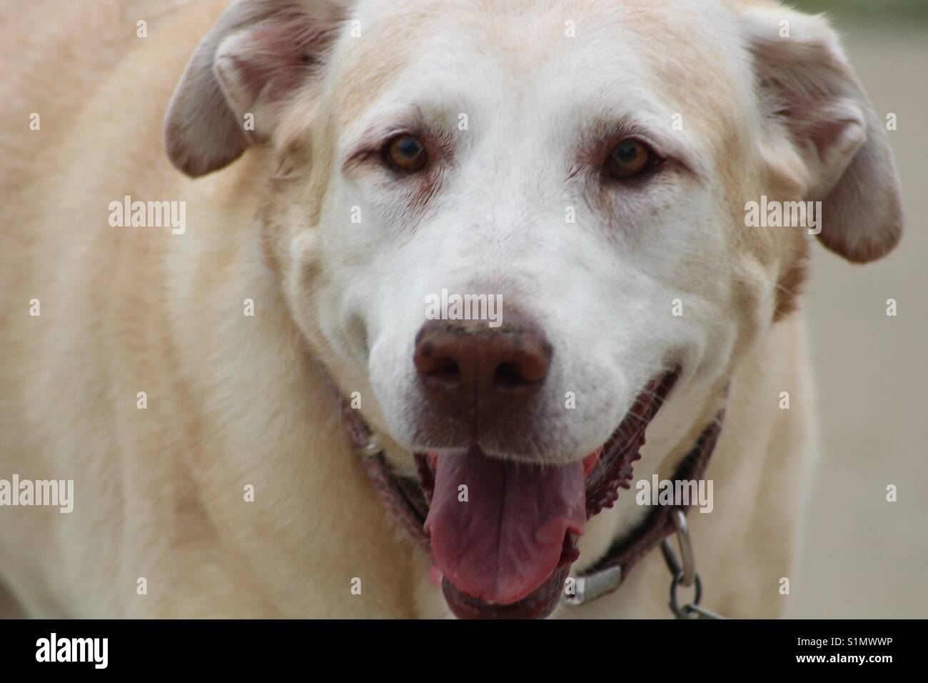 Yellow lab hi-res stock photography and images - Alamy