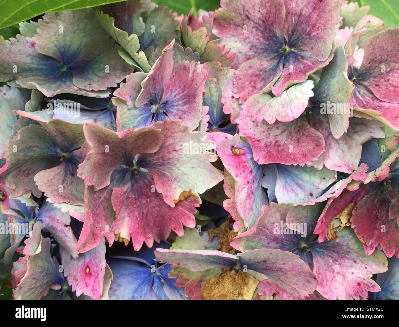 Pink or blue hydrangea hi-res stock photography and images - Alamy