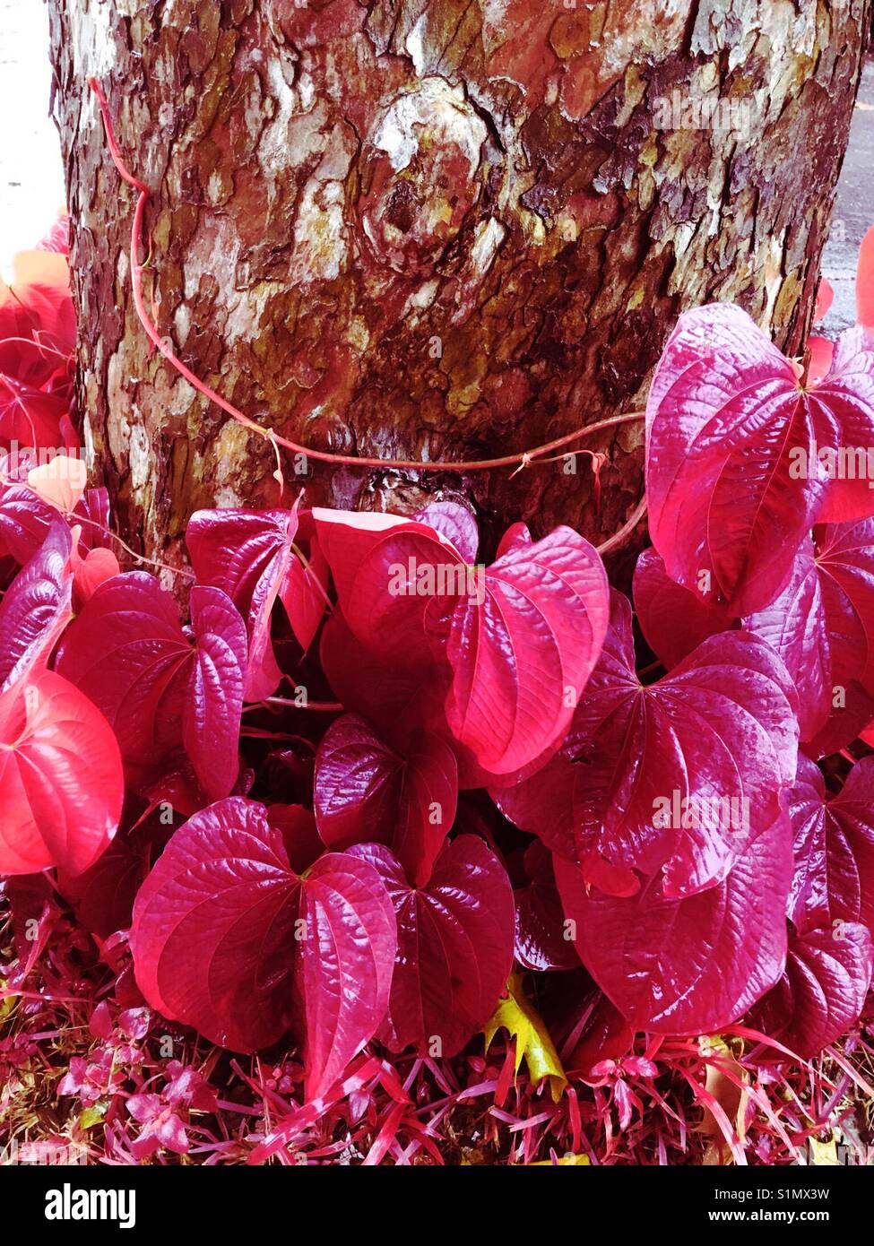 Ivory Tree High Resolution Stock Photography and Images - Alamy