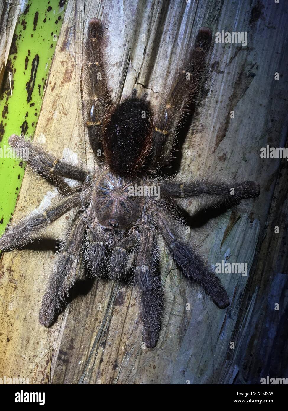 Amazon tarantula hi-res stock photography and images - Alamy