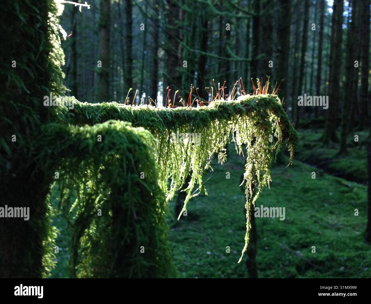 Forrest woods hi-res stock photography and images - Alamy