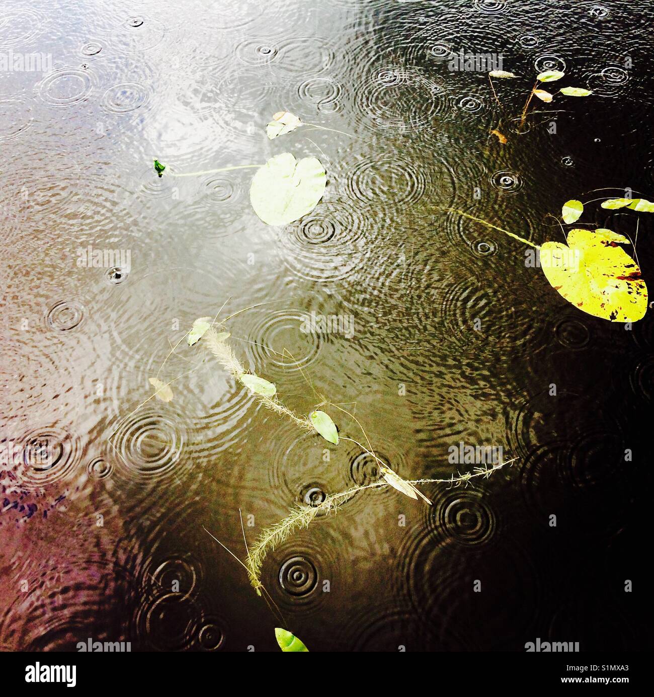 Raining in summer hi-res stock photography and images - Alamy