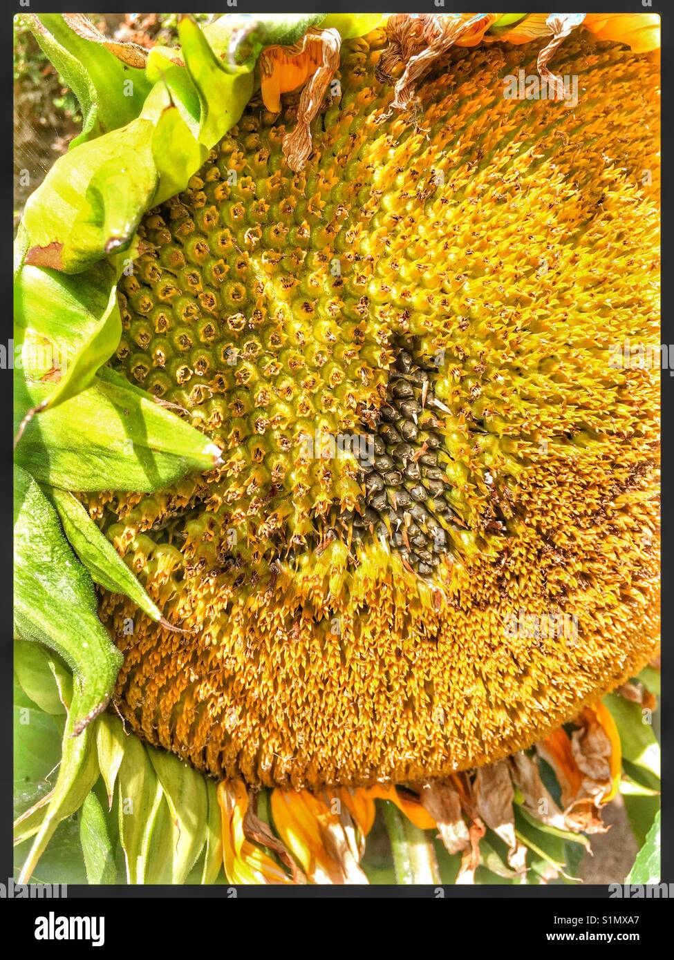 Mature sunflower hi-res stock photography and images - Alamy