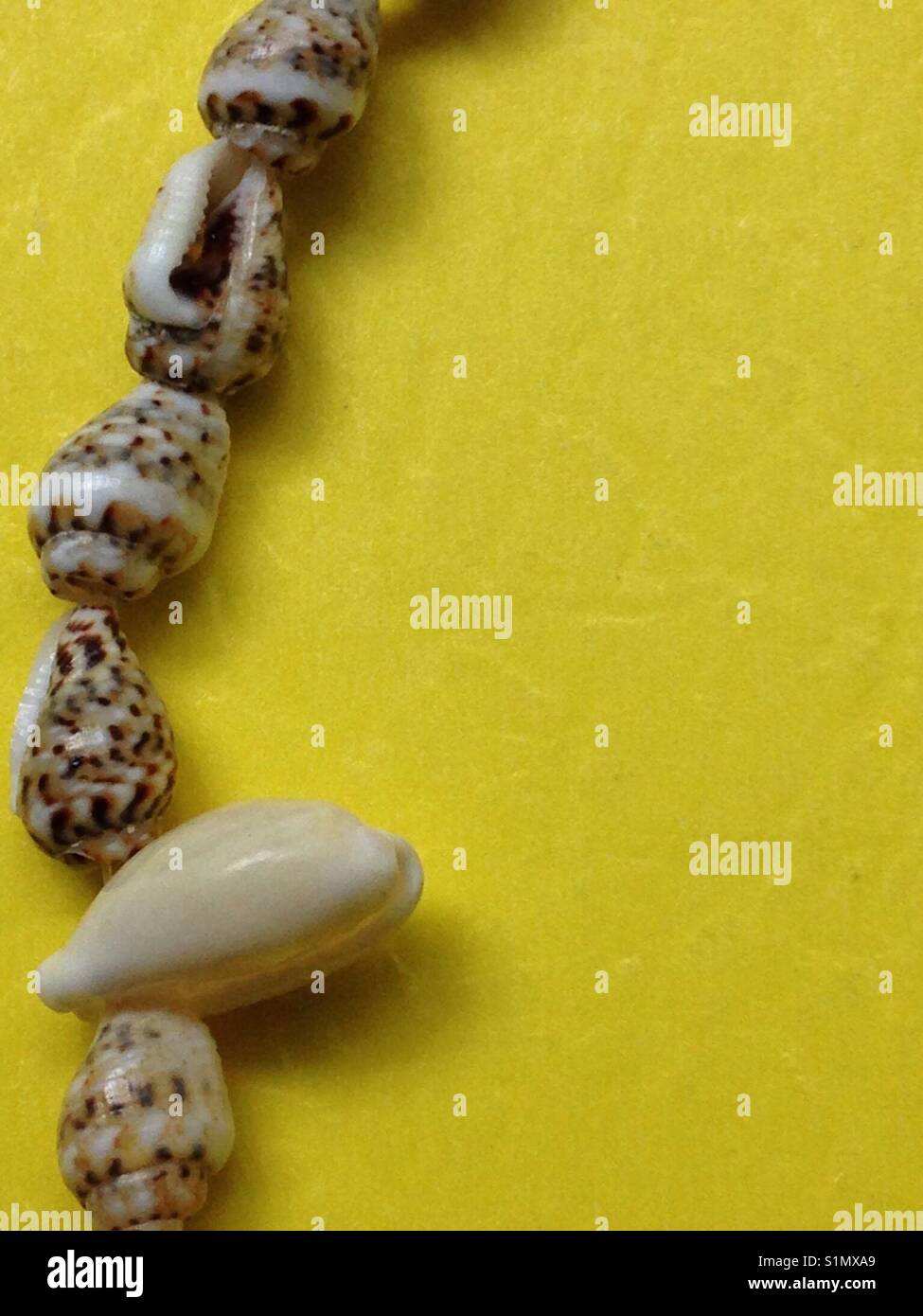 Yellow Shells High Resolution Stock Photography and Images - Alamy