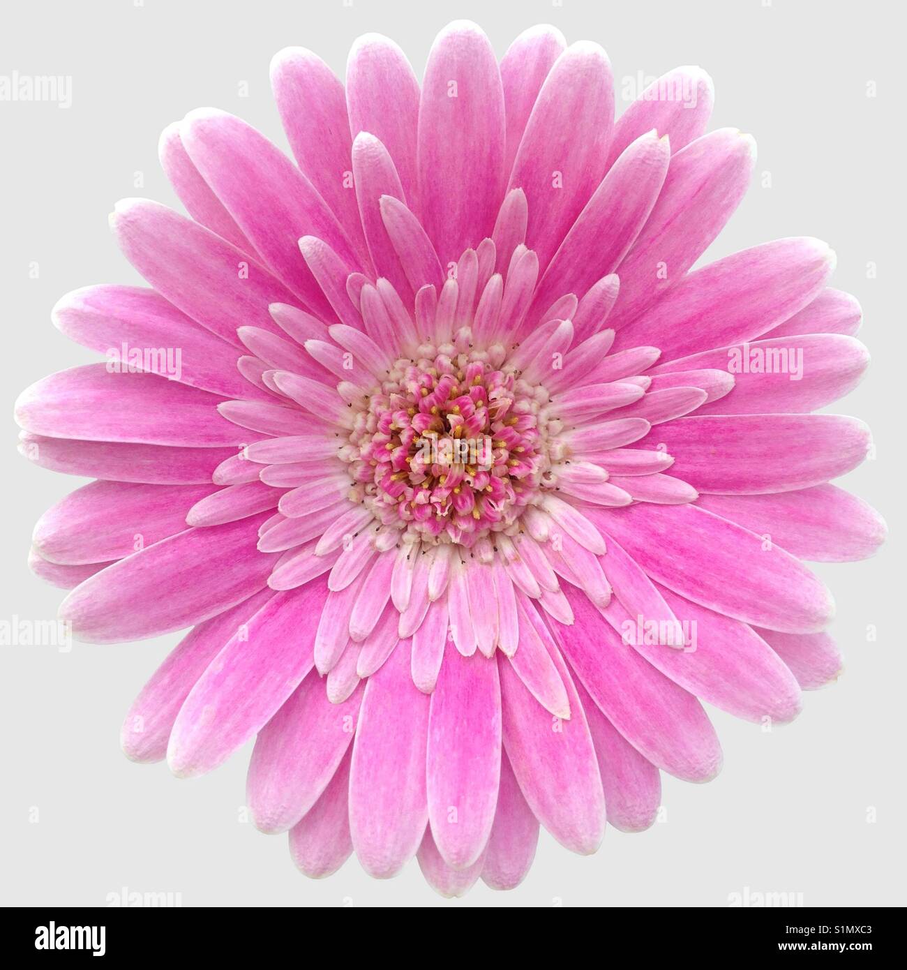 Garvinea High Resolution Stock Photography and Images - Alamy