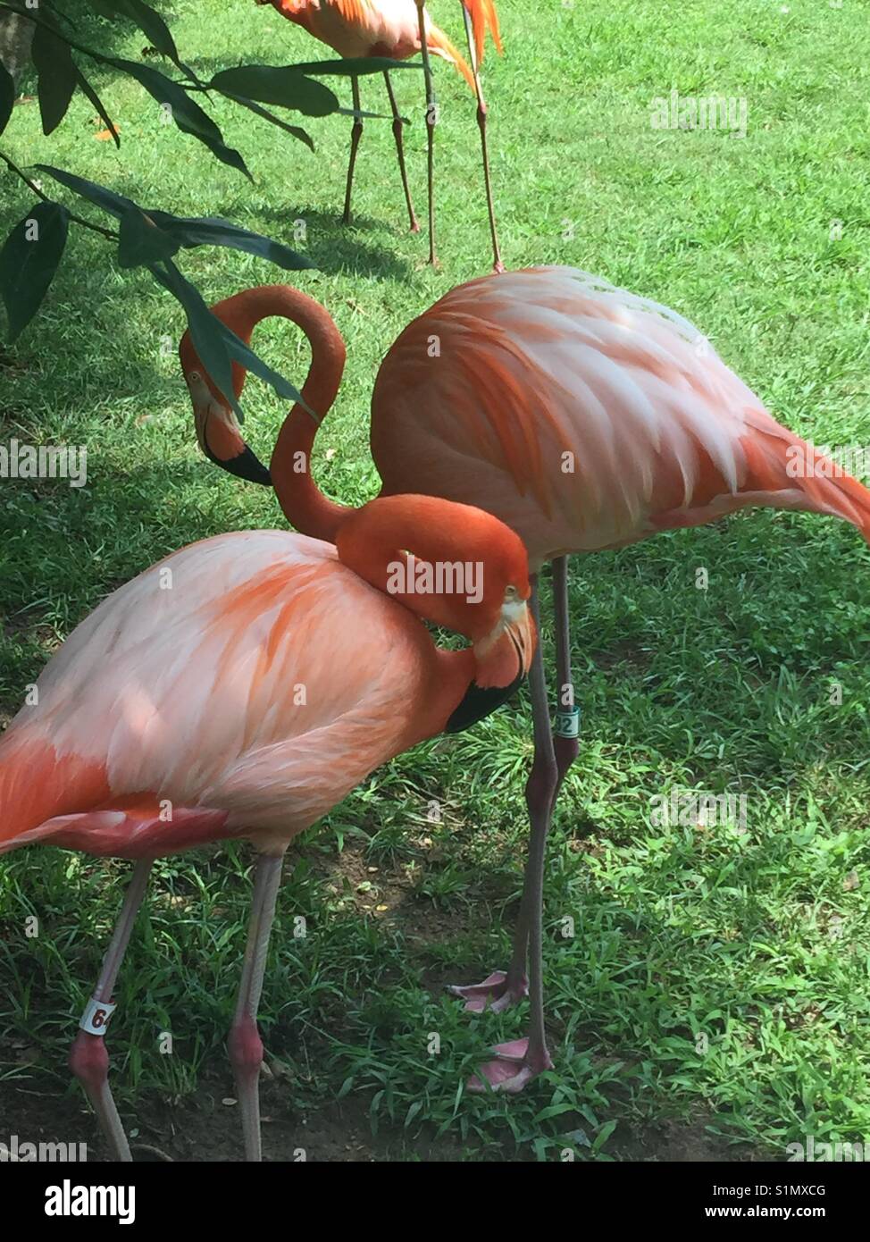 Pretty beak hi-res stock photography and images - Alamy