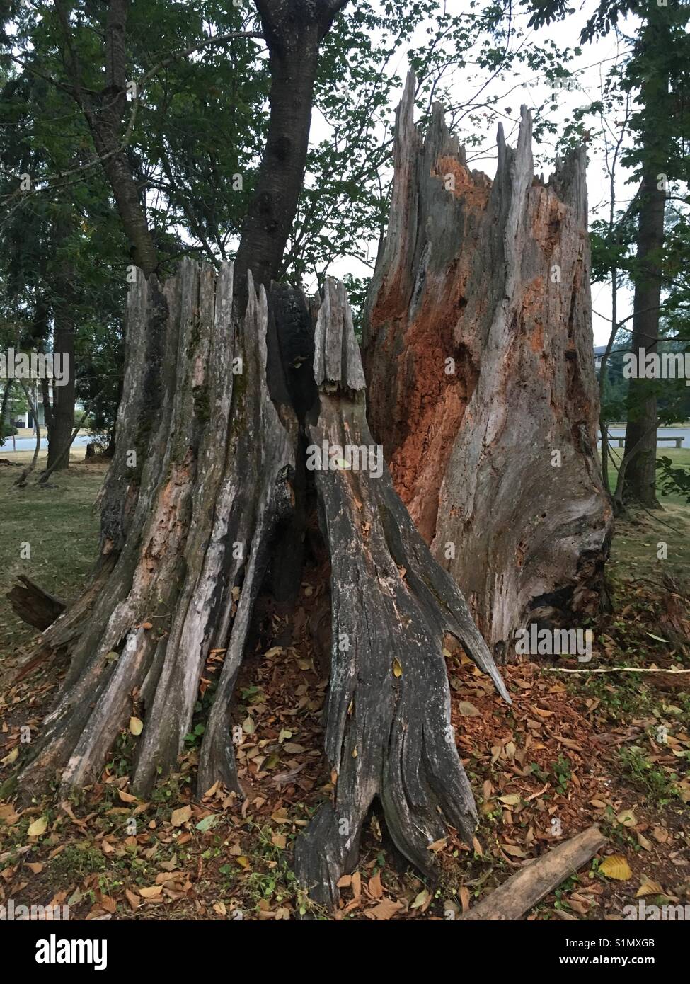 Bc tree hi-res stock photography and images - Alamy