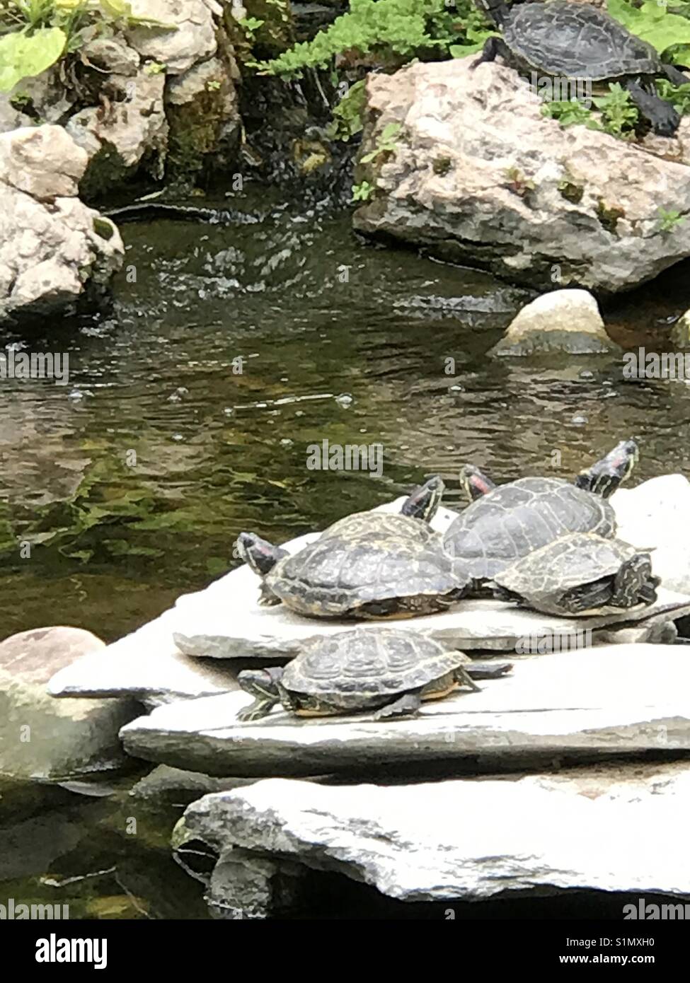 Turtle Family High Resolution Stock Photography and Images - Alamy