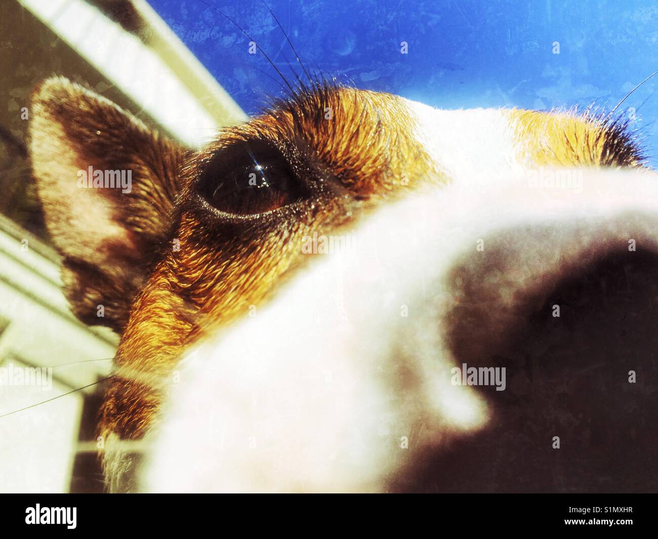 Dog sniffing camera hi-res stock photography and images - Alamy