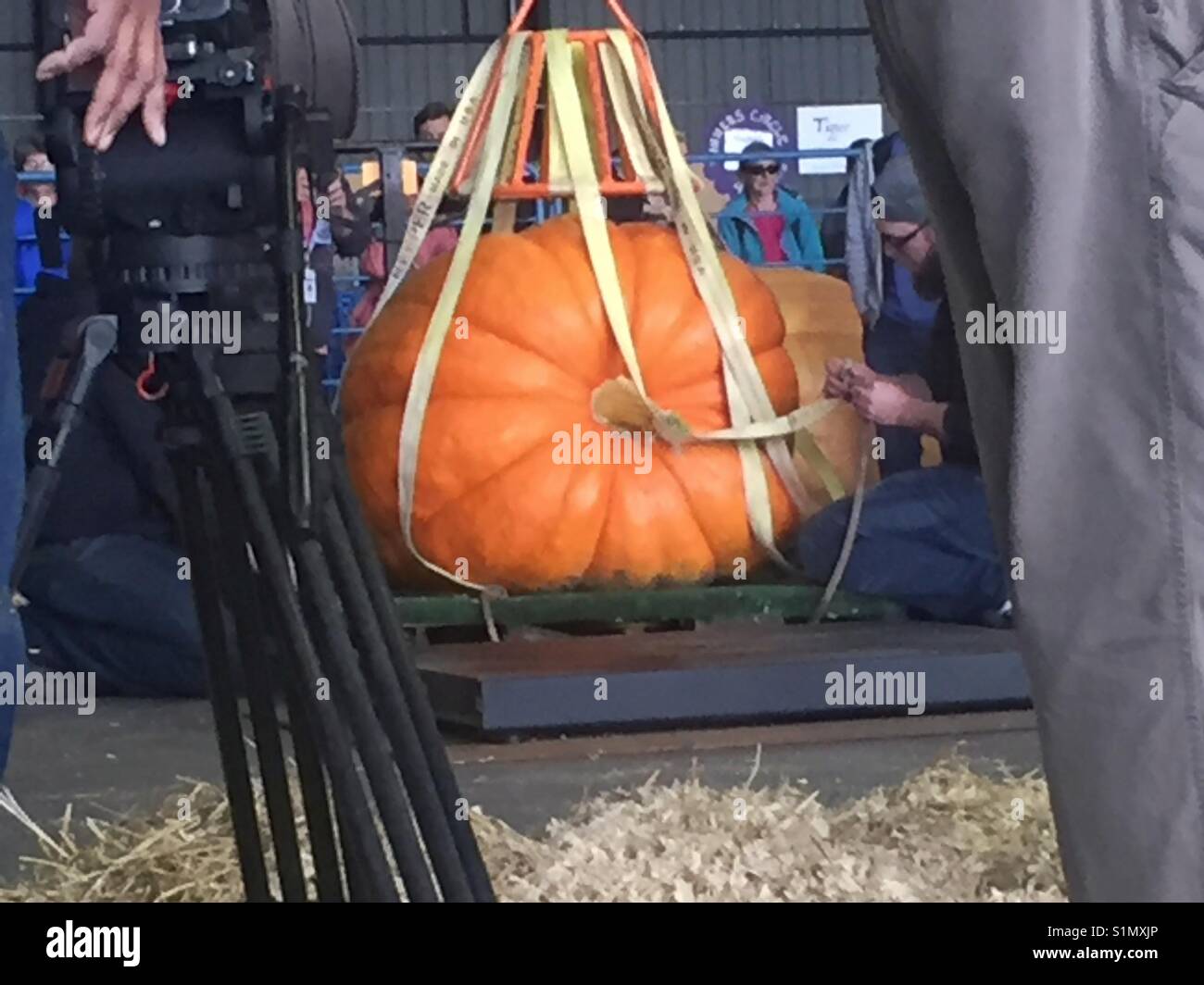 Alaska State Fair Pumpkin weighting 8/29/17 Stock Photo - Alamy