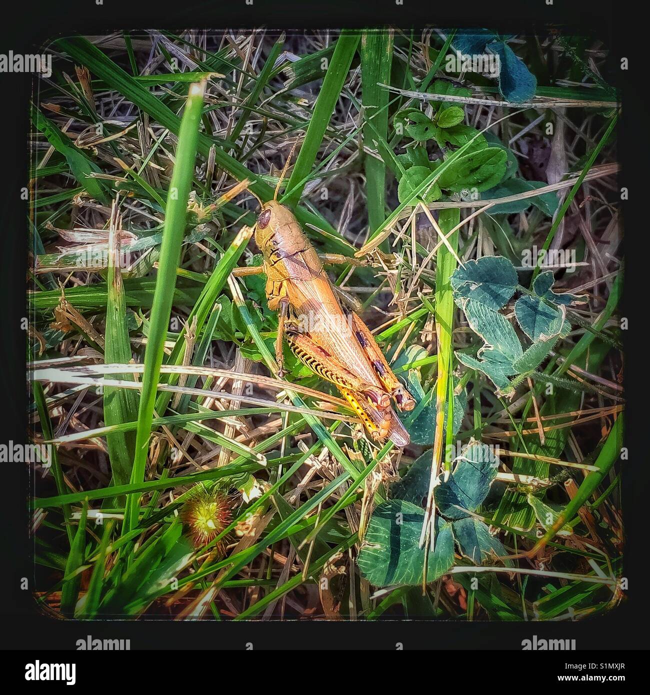 Olive grasshopper hi-res stock photography and images - Alamy