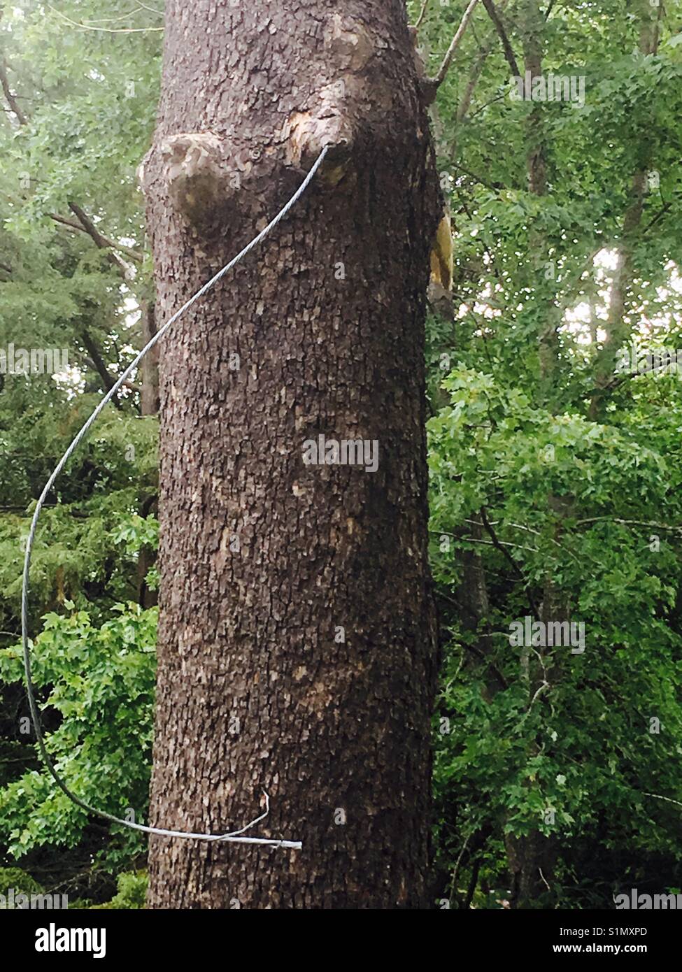 Cable tree hi-res stock photography and images - Alamy