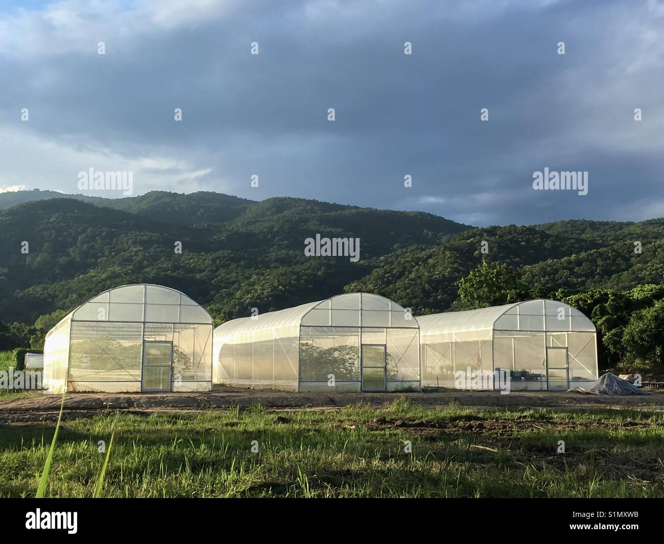Greenhouse in beautiful sunlight Stock Photo - Alamy
