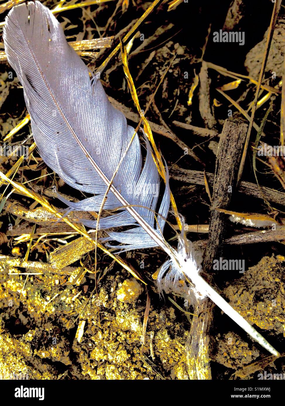 Feather in field Stock Photo - Alamy