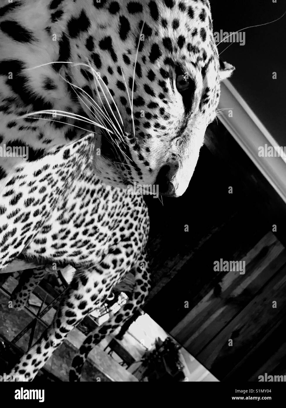 Spotted leopard hi-res stock photography and images - Alamy