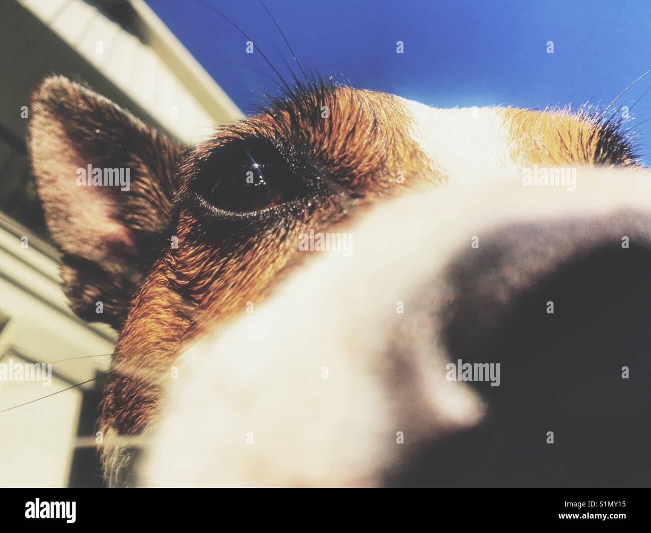 Close up of Jack Russell Terrier dog sniffing at camera Stock Photo - Alamy