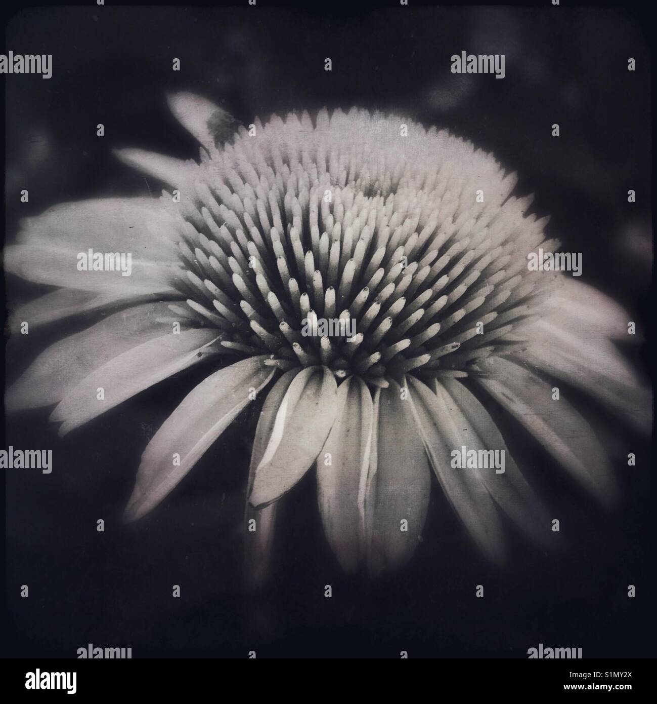 Bnw flower hi-res stock photography and images - Alamy