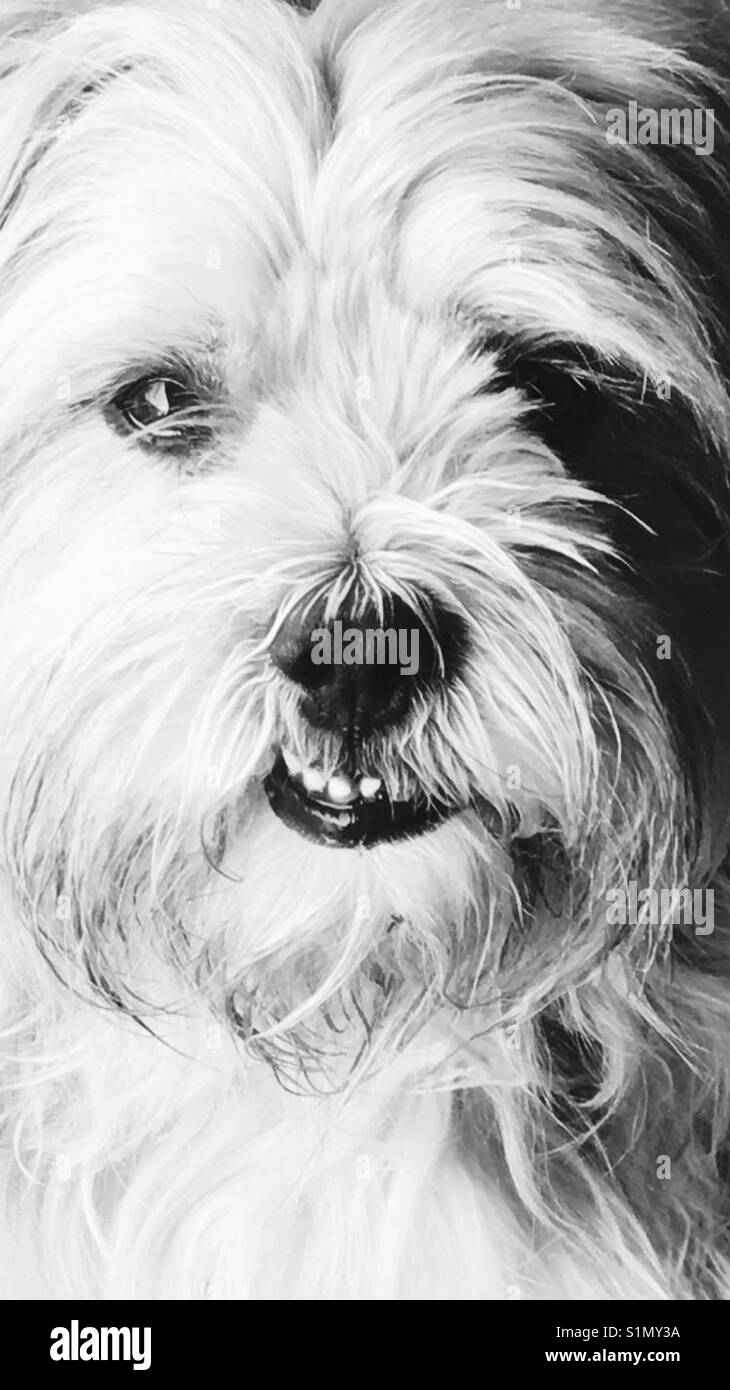 Lhasa dog Black and White Stock Photos & Images - Alamy