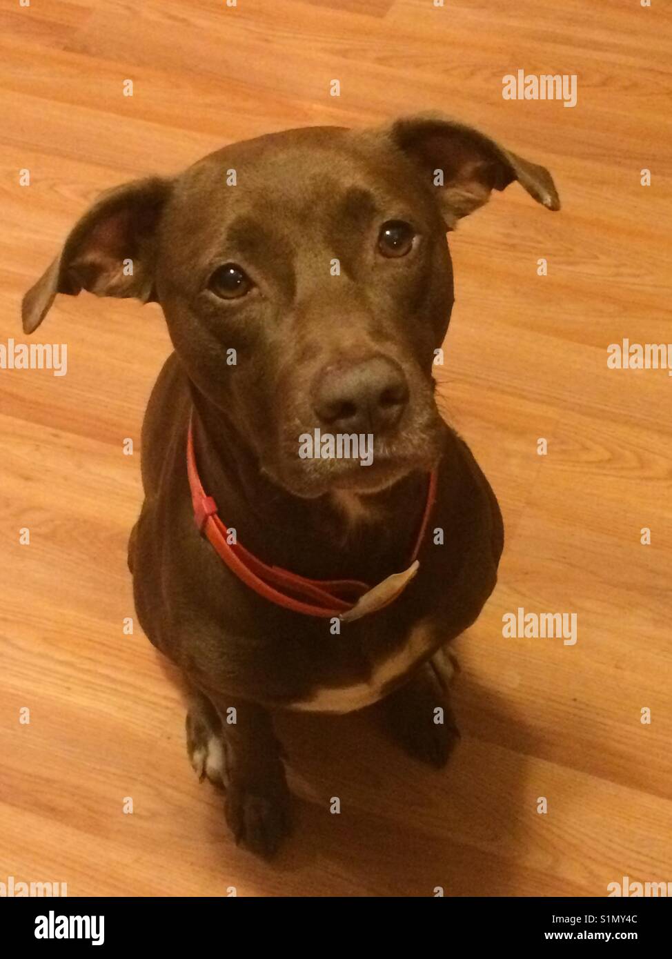 Pit bull mutt hi-res stock photography and images - Alamy