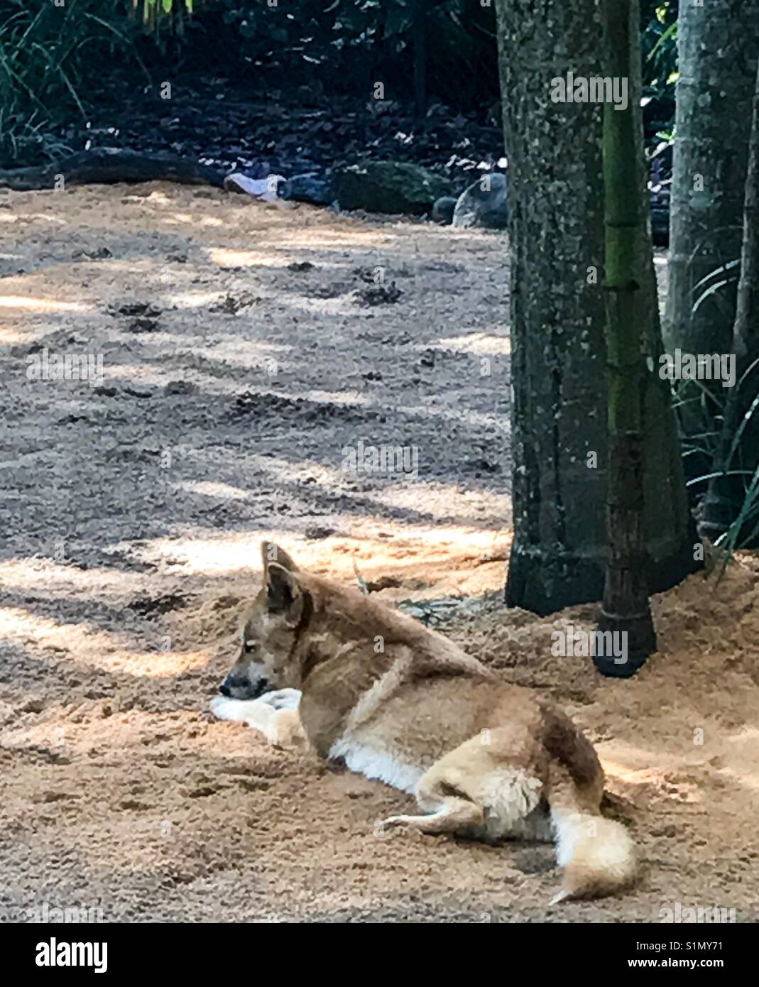 Solitary dingo hi-res stock photography and images - Alamy