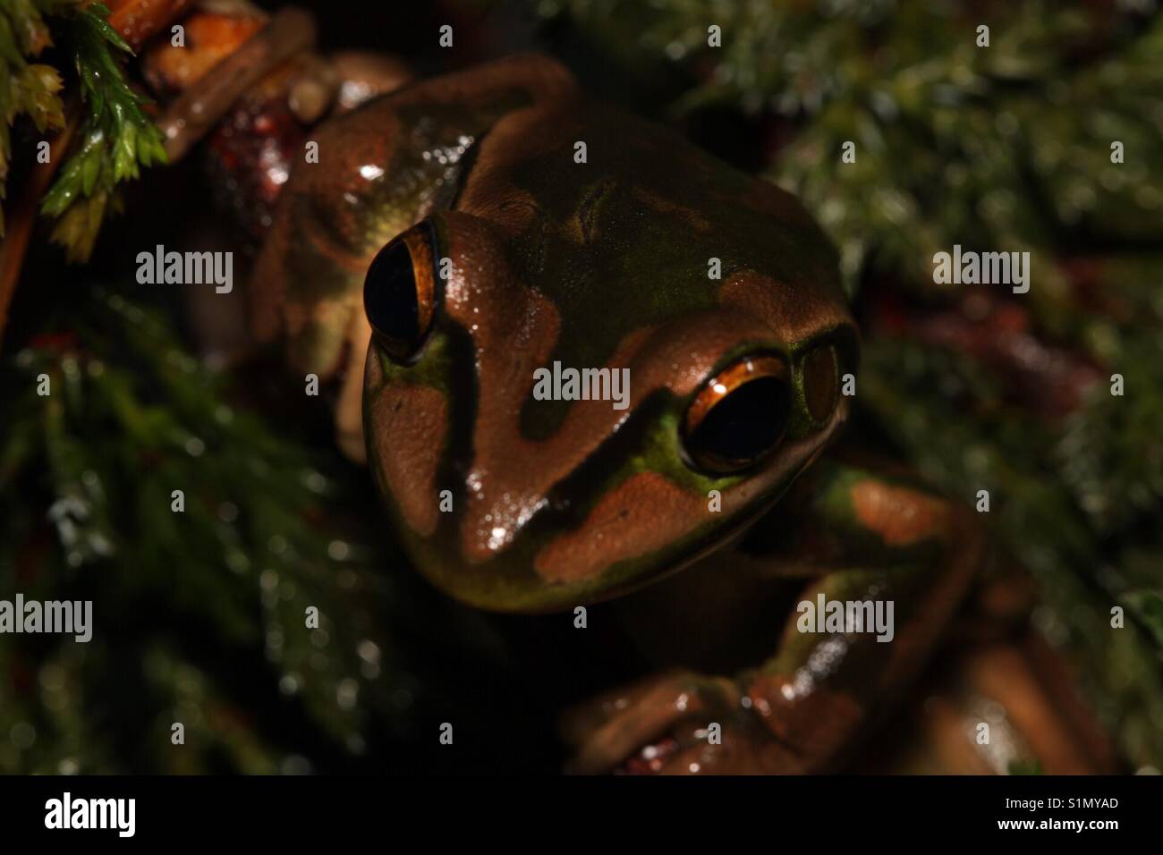 NZ tree frog Stock Photo - Alamy