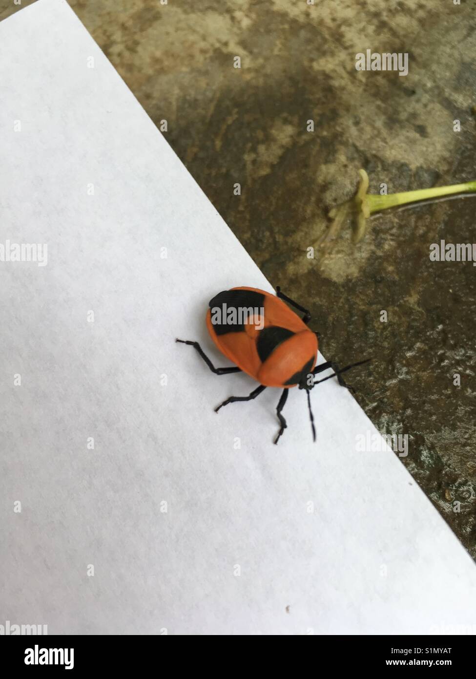 Rain bug hi-res stock photography and images - Alamy