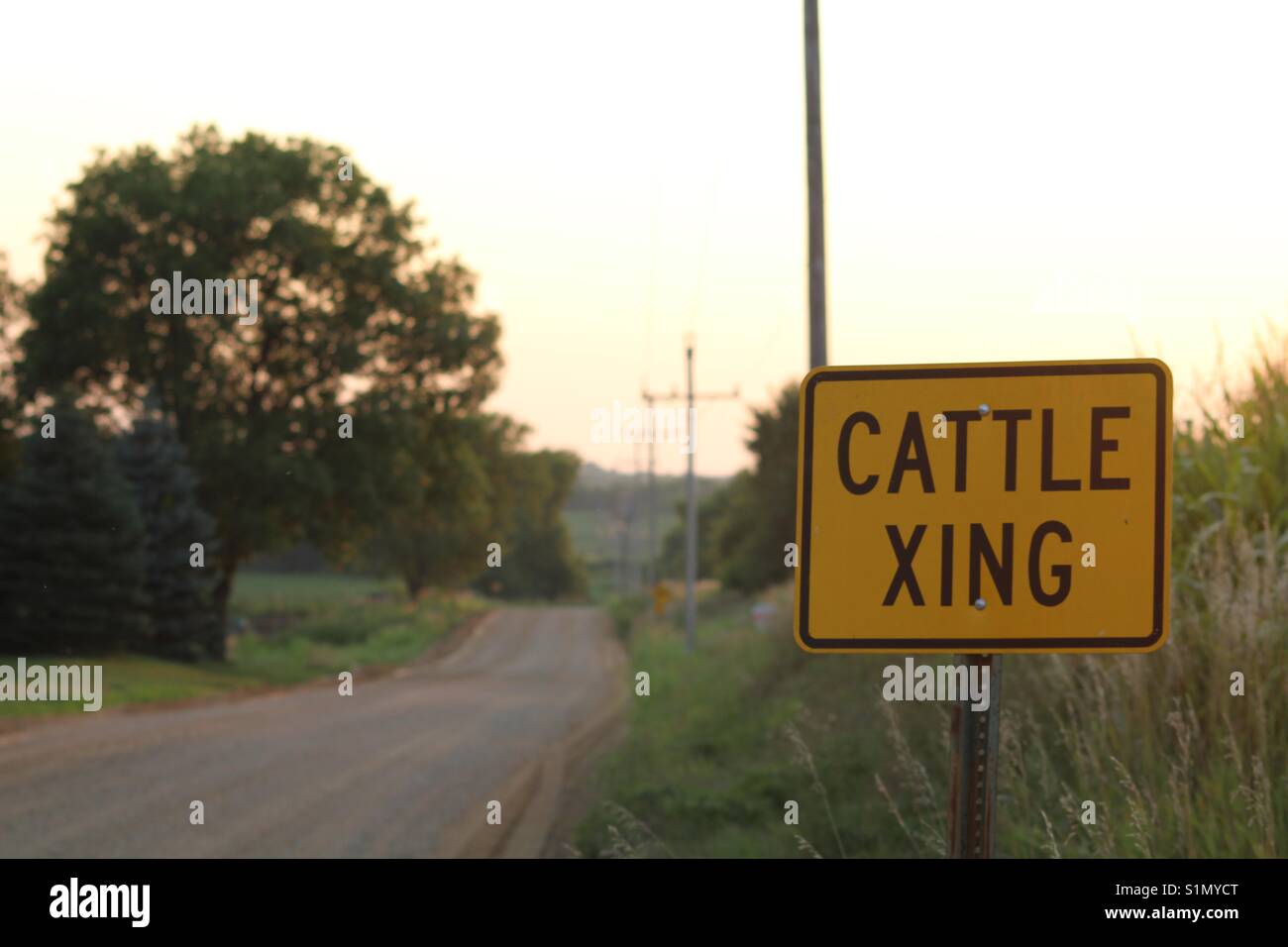 Sign cows [country road] hi-res stock photography and images - Alamy