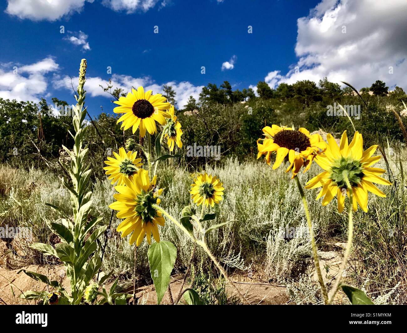The smell of flowers hi-res stock photography and images - Alamy
